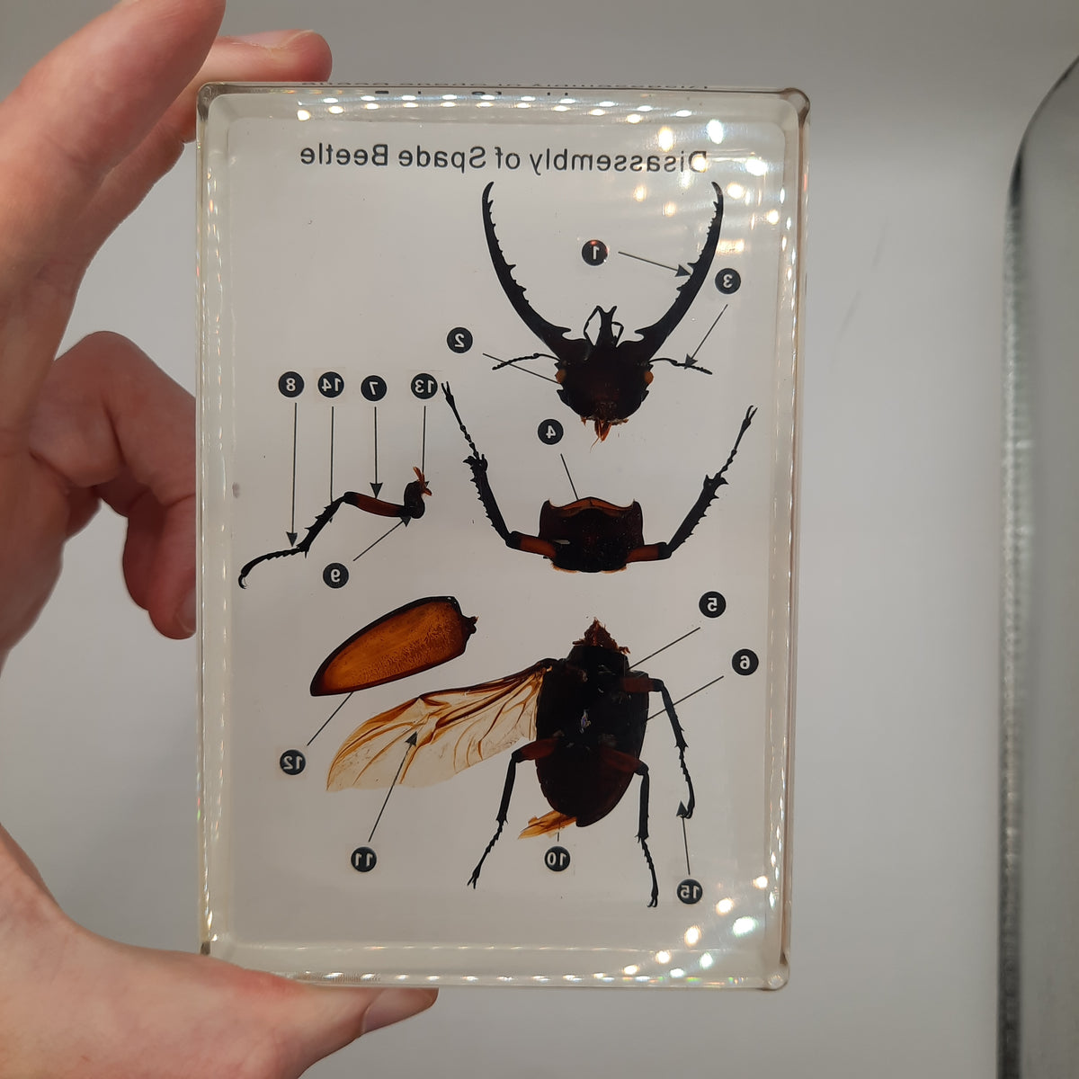 Flat Pack Beetle – The World Around Ewe