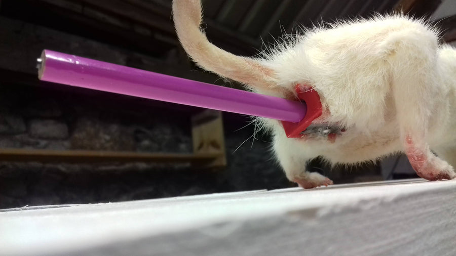 Bad Taxidermy - Rat Pencilcases and more! – The World Around Ewe