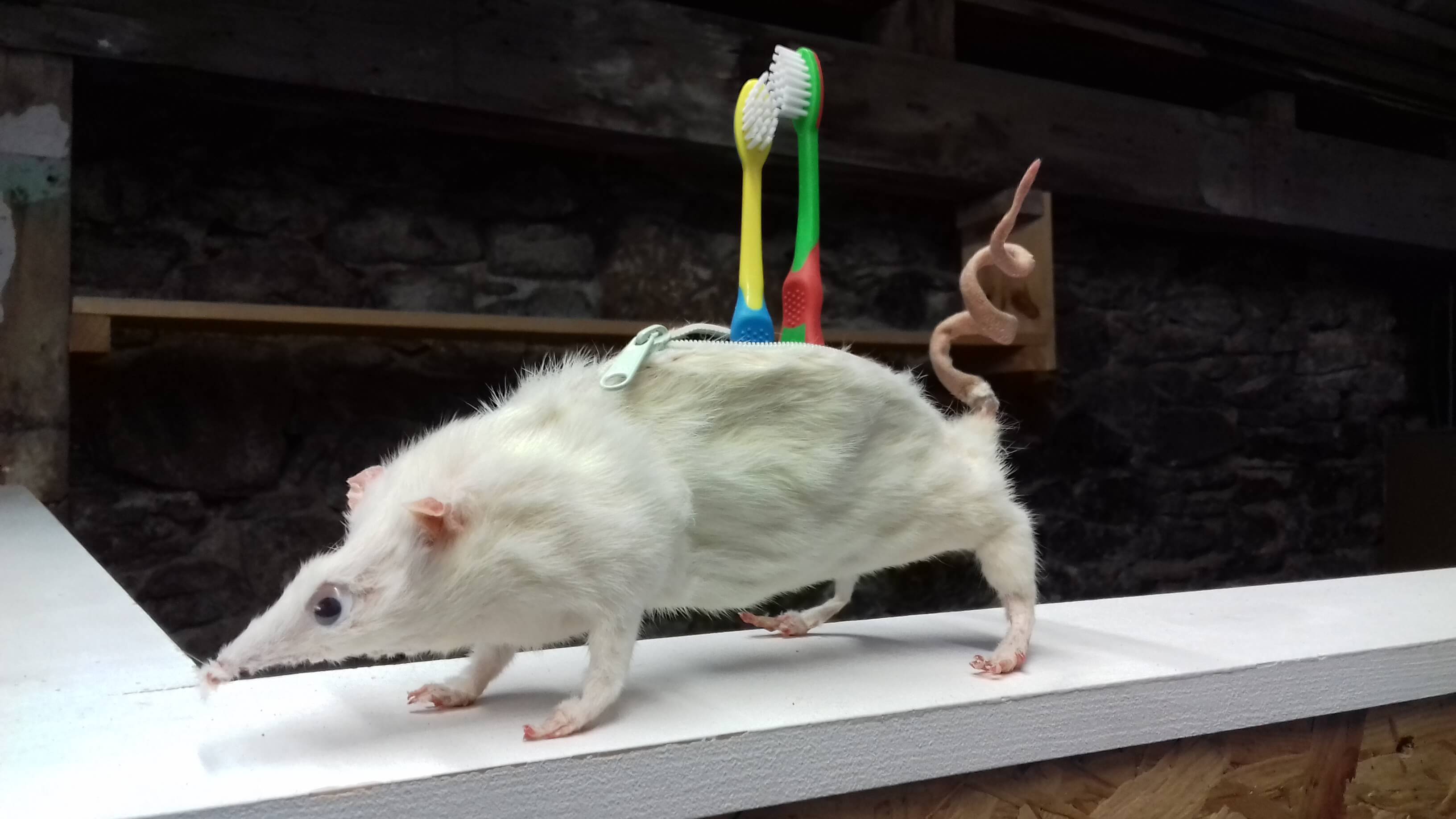 Bad Taxidermy - Rat Pencilcases and more! – The World Around Ewe